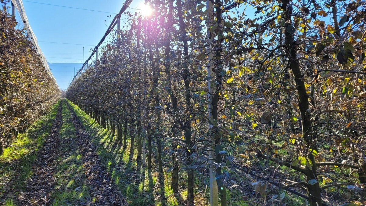 Zimmer Land-/Forstwirtschaft zum / zur Kauf in Bozen (Objektnummer RB ...